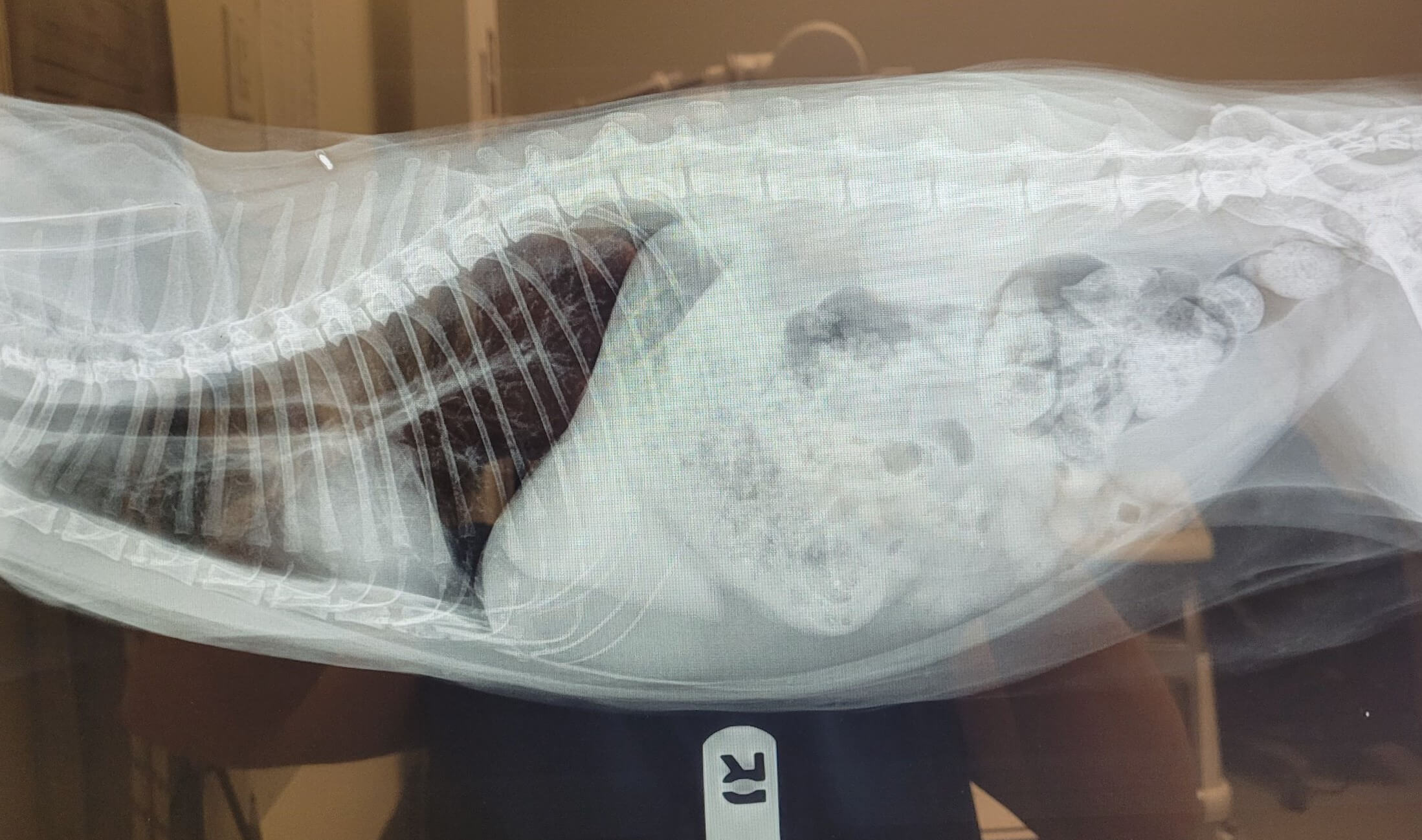 Canine Medical Imaging, Ultrasound, MRI, X-rays, Radiographs